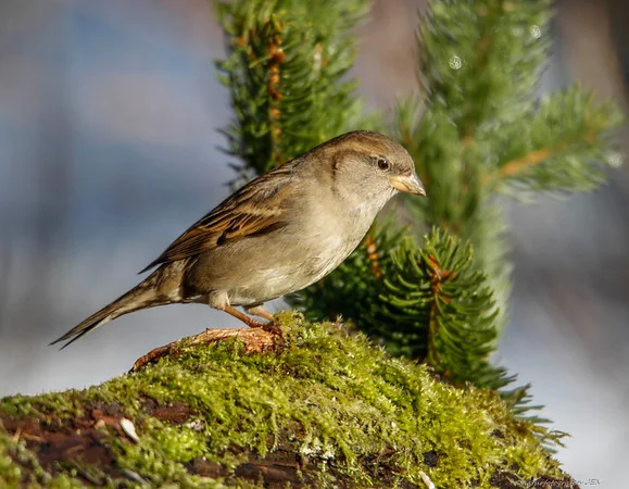 Jonnie Jørgenvåg | Minneside